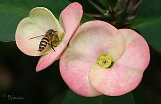 Indian Honey Bee | The Great Animal Wiki | Fandom
