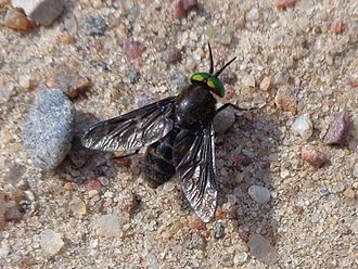 Chrysops sepulcralis | The Great Animal Wiki | Fandom