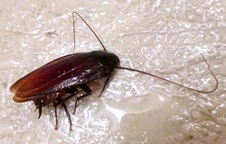 Japanese Cockroach | The Great Animal Wiki | Fandom