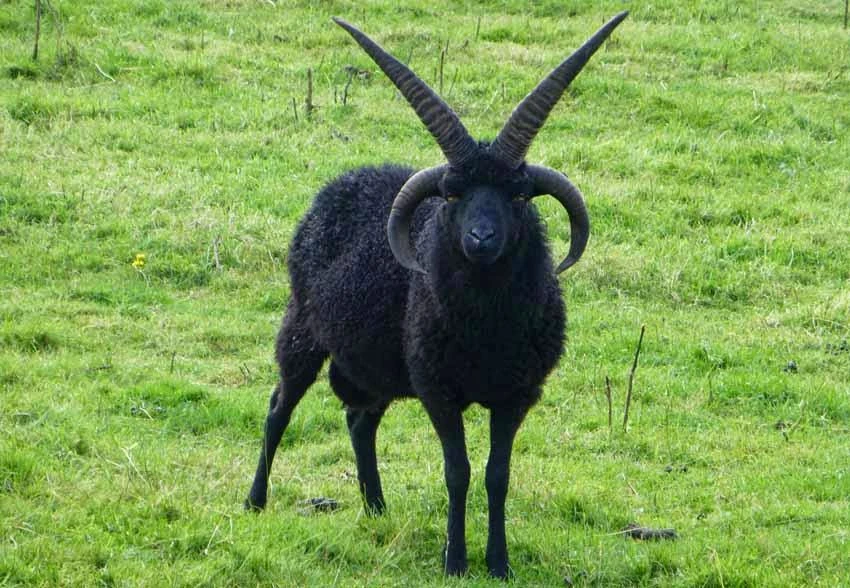 Black Goat | The Great Pendragon Campaign Wiki | Fandom