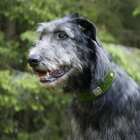 Dagonet | Order of the Evergreen Wikia | Fandom