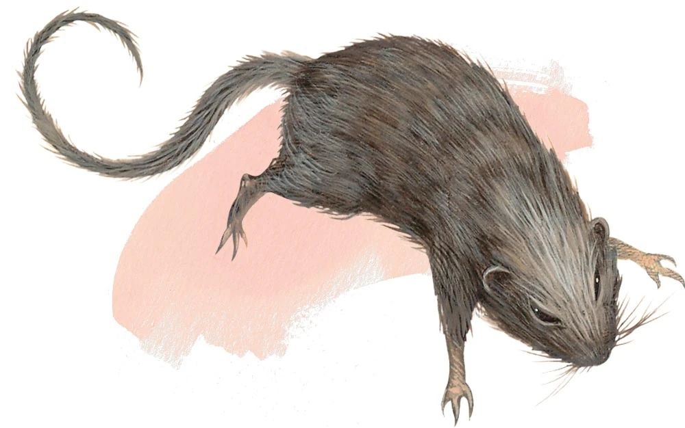 Giant Rat | The hanged Three Wiki | Fandom
