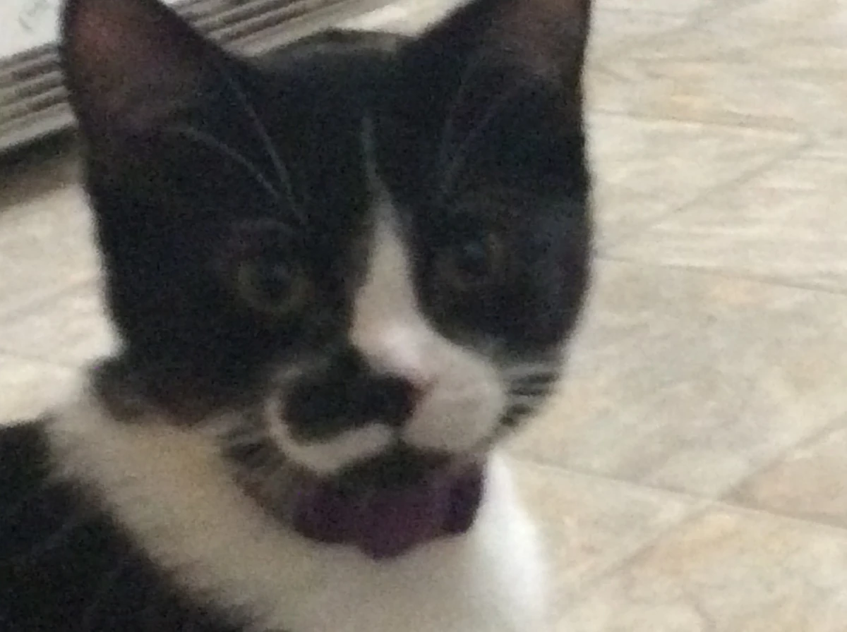 Maislinn | The Hardwood Basement Cult Wiki | Fandom