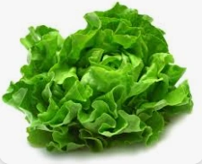 Lettuce | The Harrison Show Wiki | Fandom