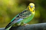 THEPARAKEET01 | The Henry Stickmin Fangame Wiki | Fandom
