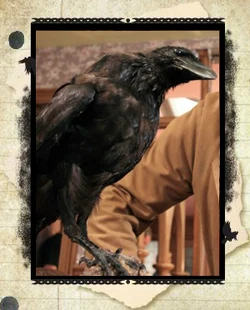 Corbierre | House of Anubis Wiki | Fandom