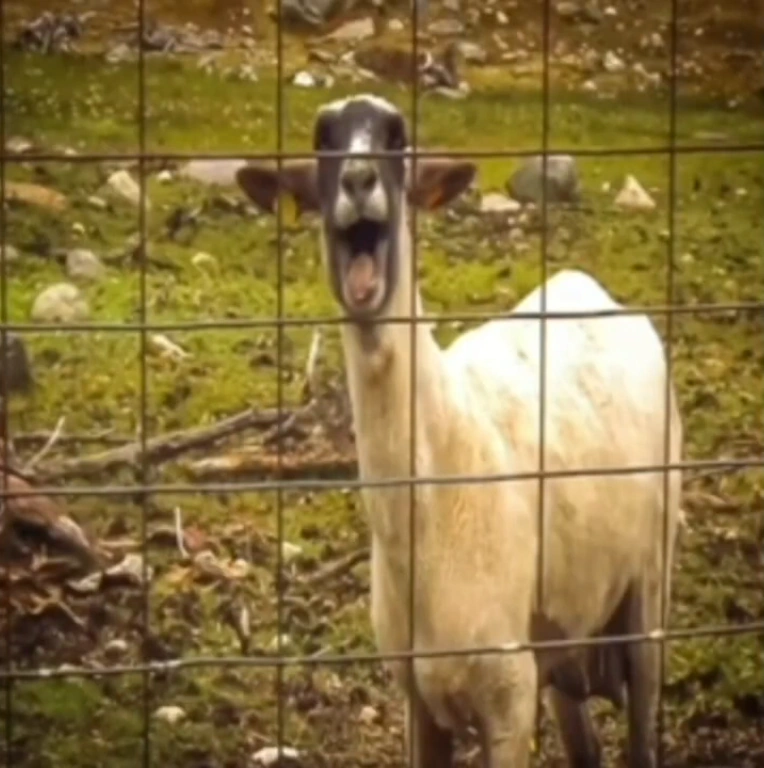 Phase 11 (ThePilotBoi)/Phase 37 (Just A Very Sad SuperIdol⛉) | The ...