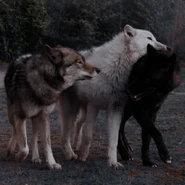 Werewolf-Witch Hybrid | The Immortal Hybrids Wiki | Fandom