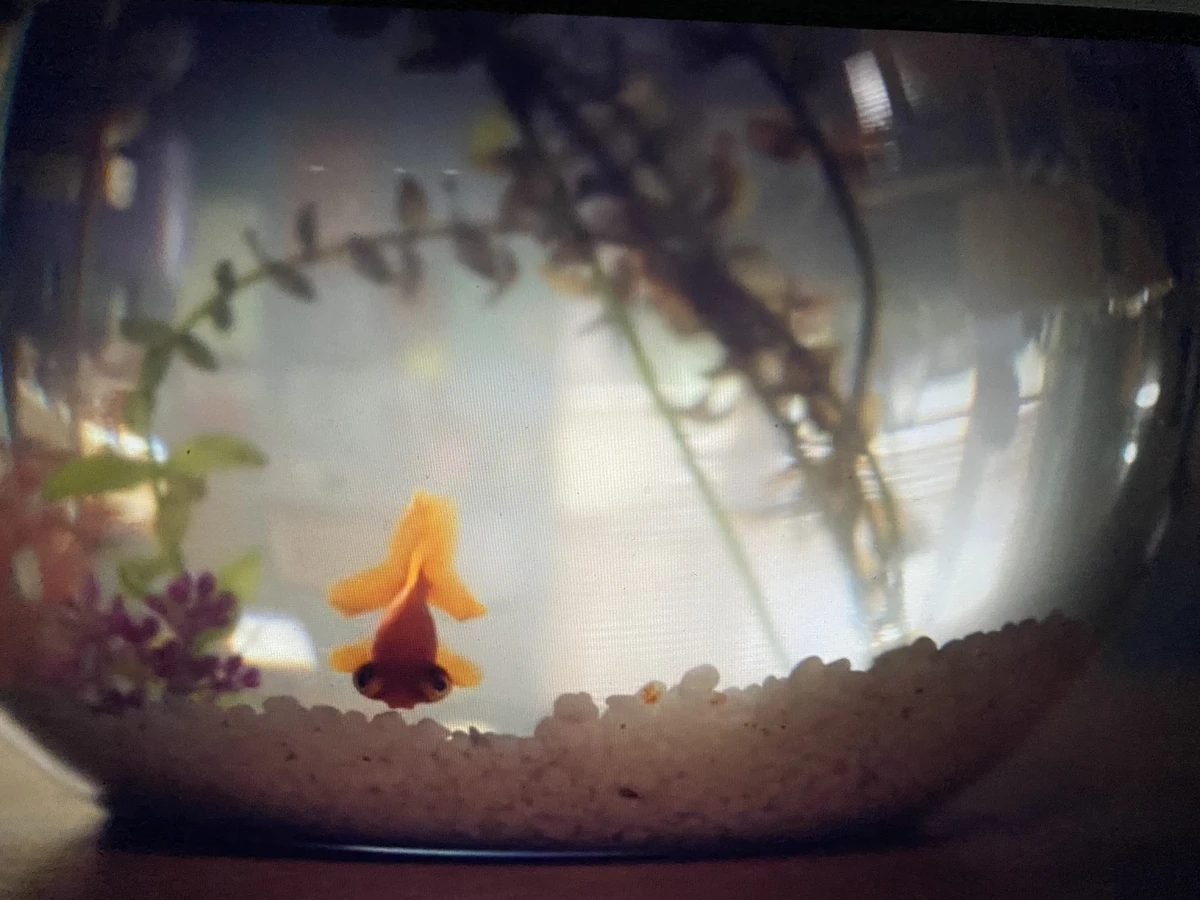 Neil Armstrong | The InBESTigators Wiki | Fandom