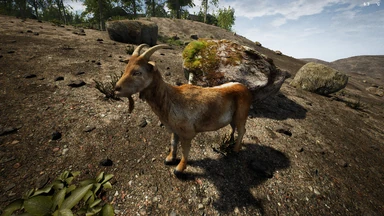 Goat | The Infected Wiki | Fandom