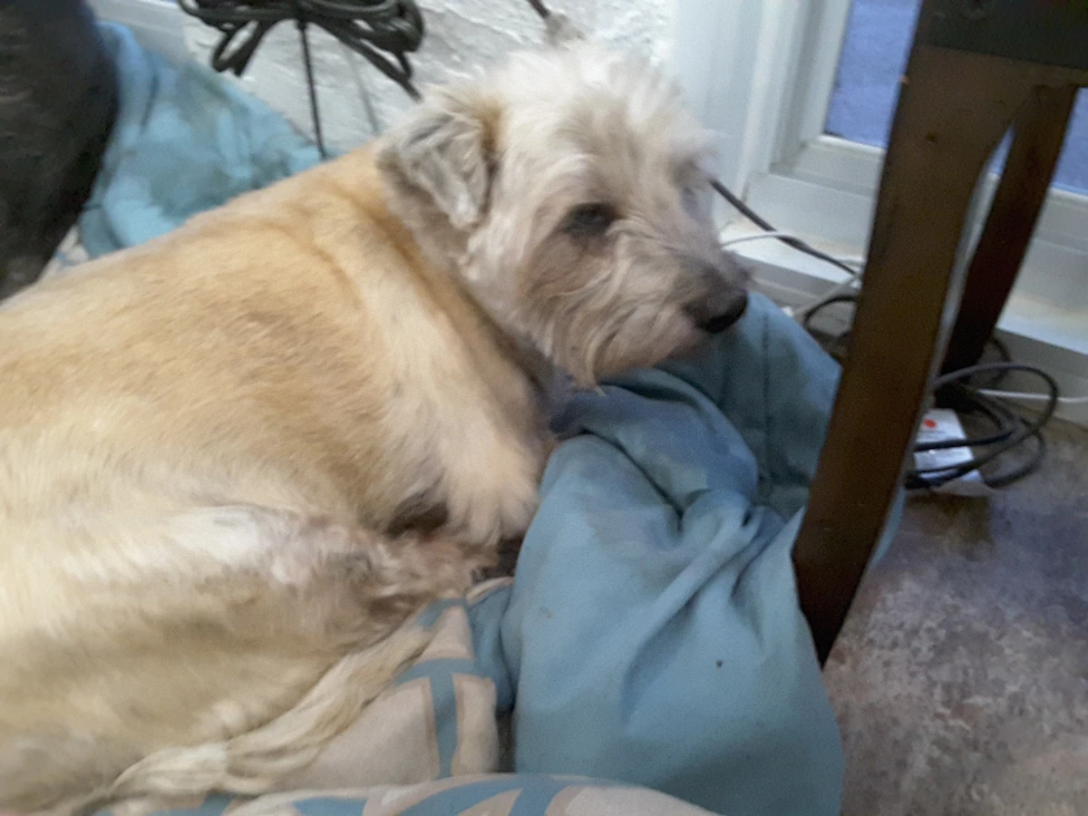 Scott (dog) | The Infinityverse of animals, humans and weirdness Wiki ...