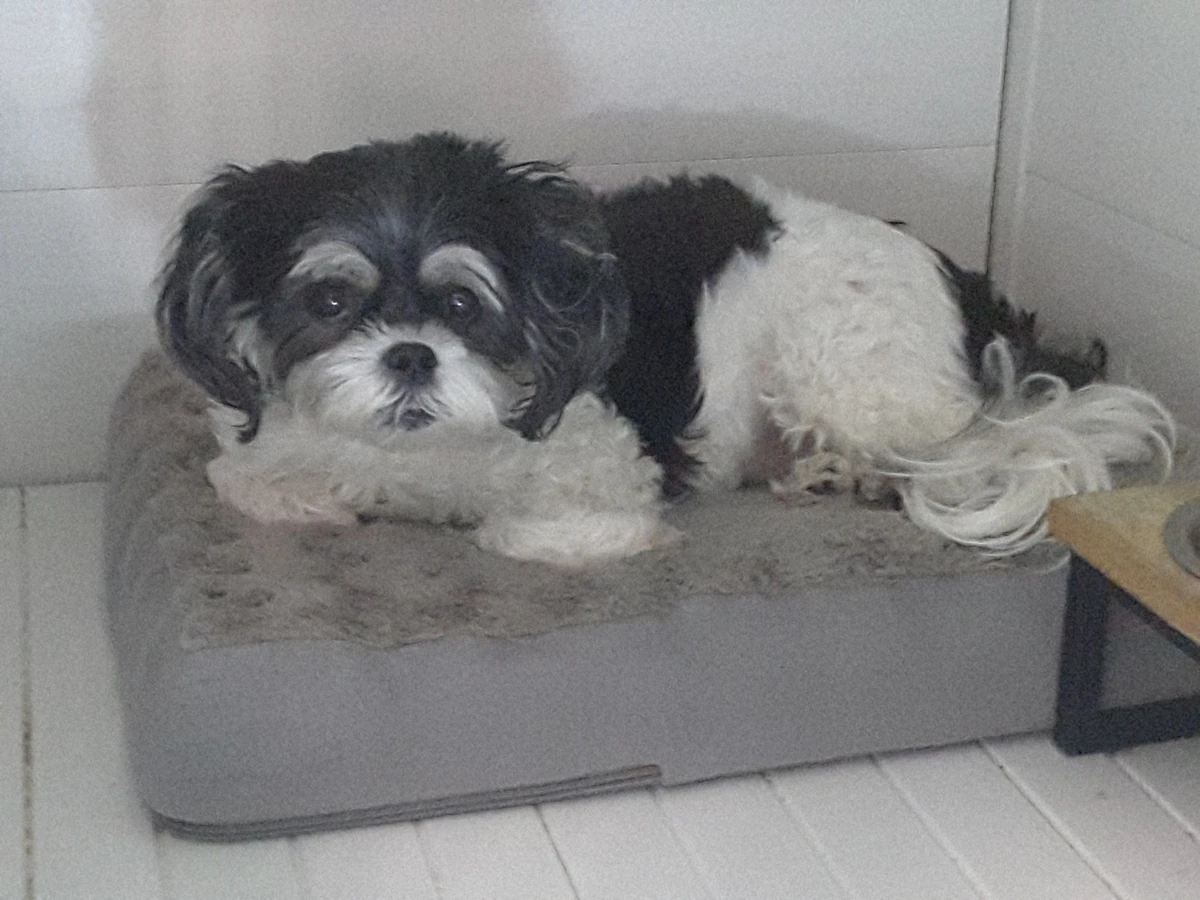 Alice (dog) | The Infinityverse of animals, humans and weirdness Wiki ...