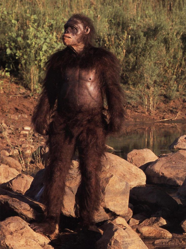 Australopithecus The Island Of The Lost Wiki Fandom