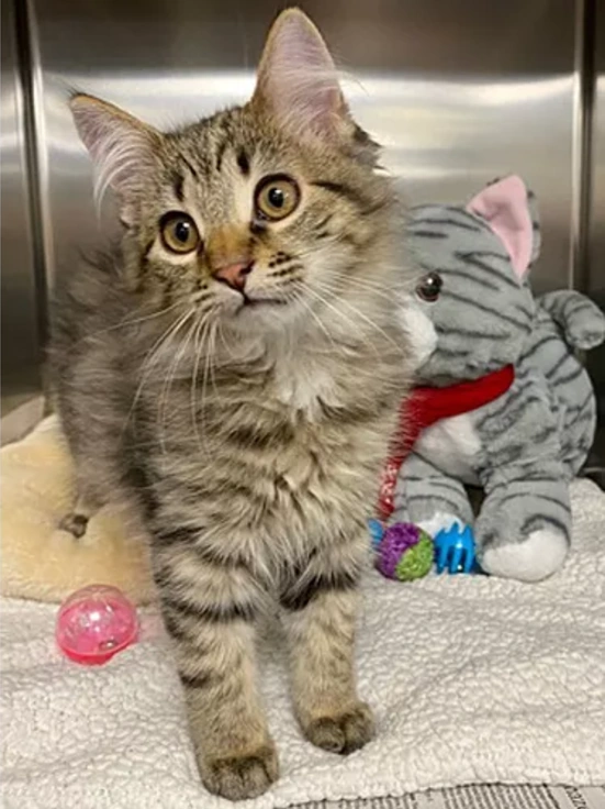 Kelly | The JH Movie Collection's Official Wiki | Fandom