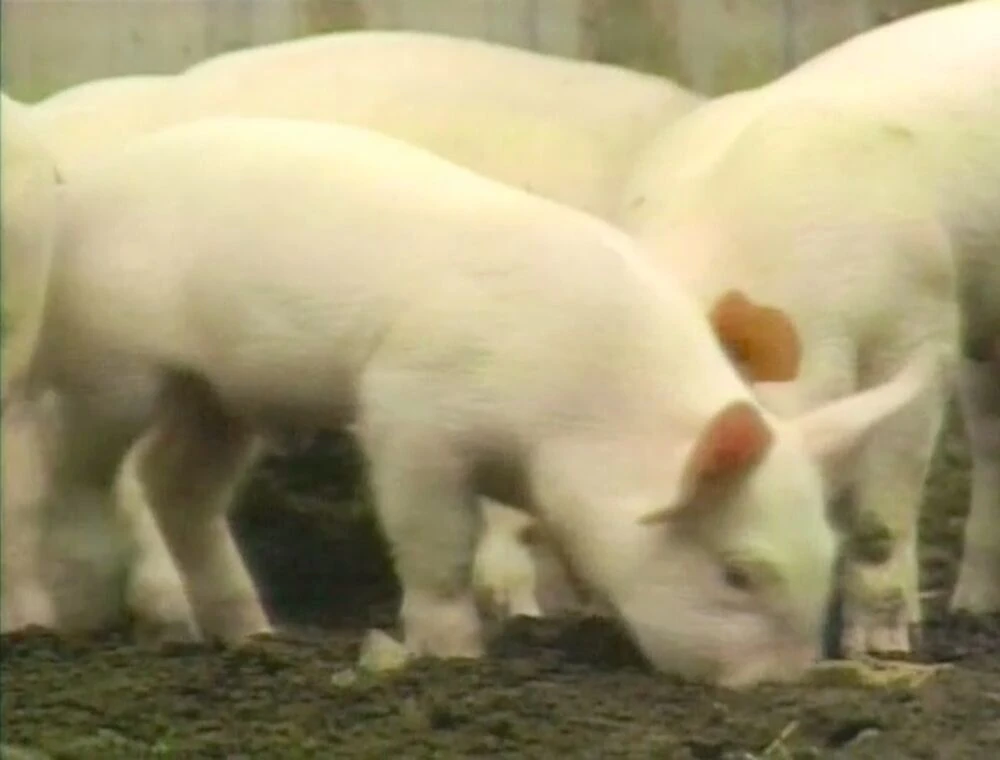 Bein' a Pig | The Kaden's Movie Wiki | Fandom