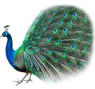 Peacock | The kane and abraham Wiki | Fandom