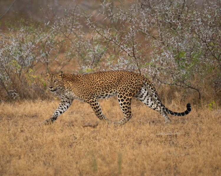 Sri Lankan Leopard | The Animal Kingdom Wiki | Fandom