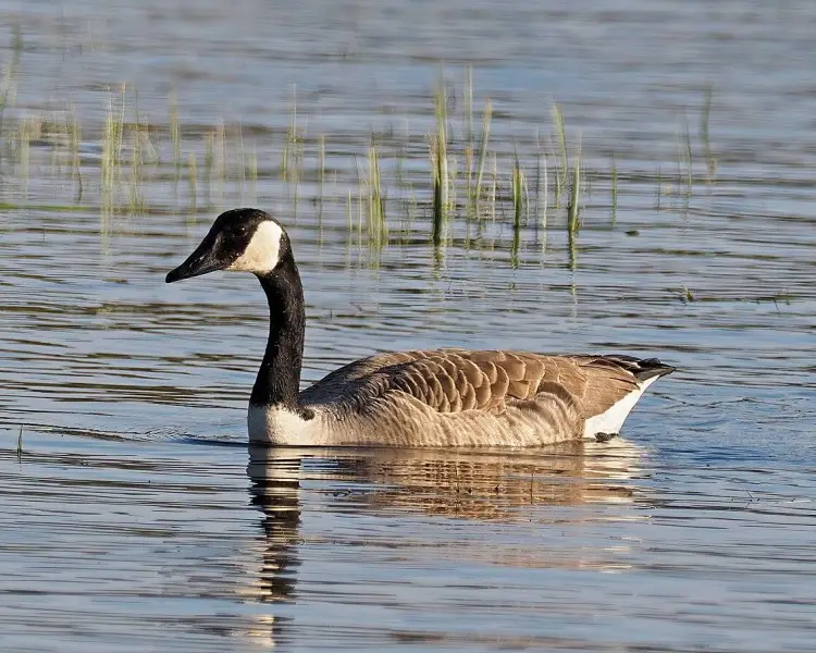 Canada Goose | The Animal Kingdom Wiki | Fandom