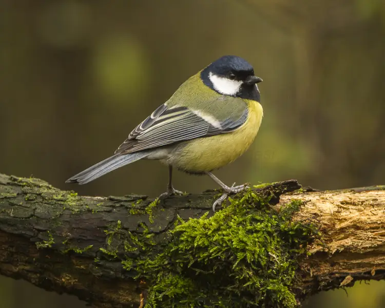 Great Tit | The Animal Kingdom Wiki | Fandom
