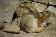 Fennec Fox | The Animal Kingdom Wiki | Fandom