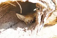 Fennec Fox | The Animal Kingdom Wiki | Fandom