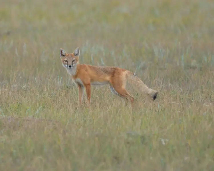 Swift Fox | The Animal Kingdom Wiki | Fandom