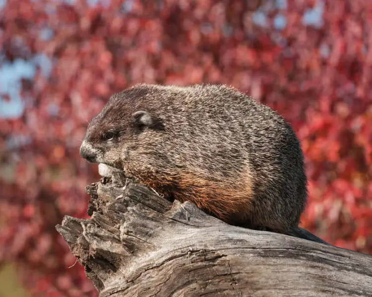 Groundhog | The Animal Kingdom Wiki | Fandom