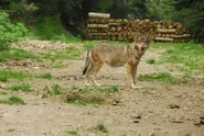 Italian Wolf | The Animal Kingdom Wiki | Fandom