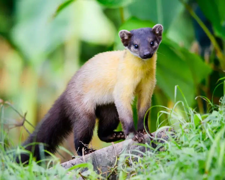 Yellow-Throated Marten | The Animal Kingdom Wiki | Fandom