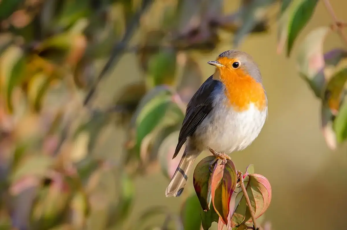 European Robin | The Animal Kingdom Wiki | Fandom