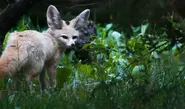 Fennec Fox | The Animal Kingdom Wiki | Fandom