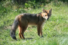Culpeo | The Animal Kingdom Wiki | Fandom