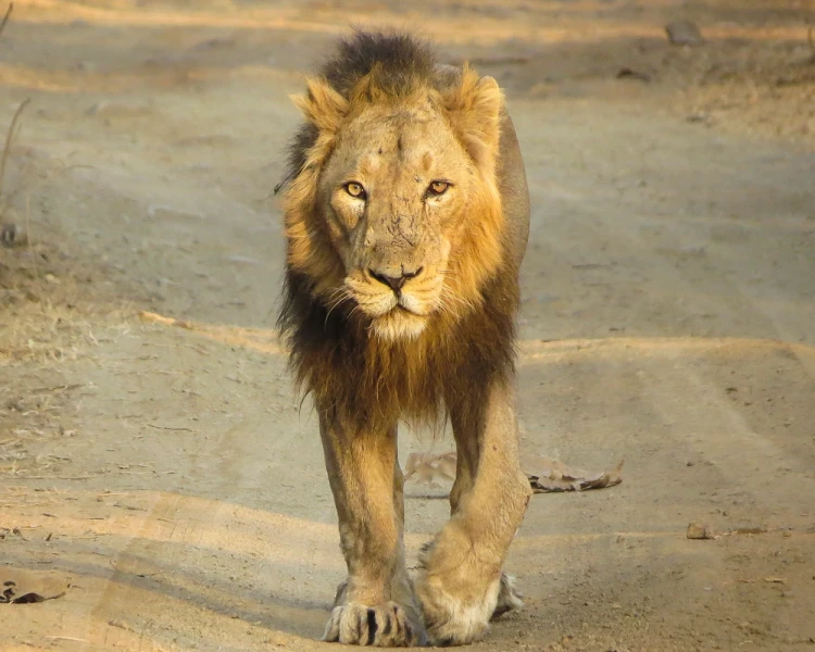 Northern Lion | The Animal Kingdom Wiki | Fandom