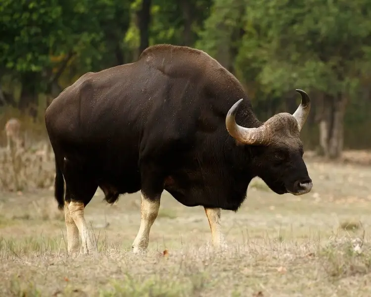 Gaur | The Animal Kingdom Wiki | Fandom