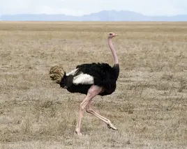 Ostrich | The Animal Kingdom Wiki | Fandom