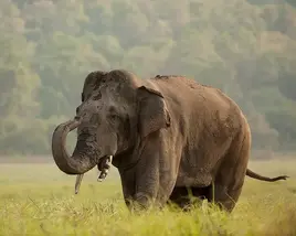 Asian Elephant | The Animal Kingdom Wiki | Fandom