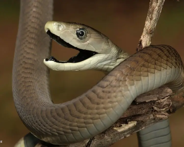 Black Mamba | The Animal Kingdom Wiki | Fandom