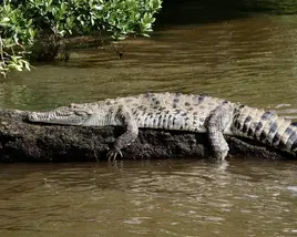 American Crocodile | The Animal Kingdom Wiki | Fandom