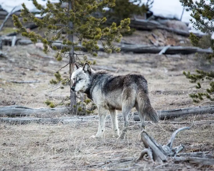 Northwestern Wolf | The Animal Kingdom Wiki | Fandom