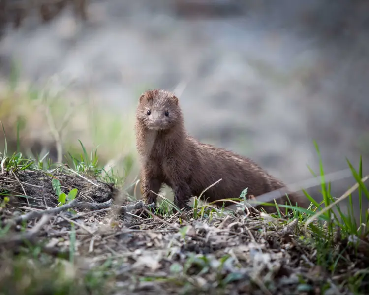 American Mink | The Animal Kingdom Wiki | Fandom