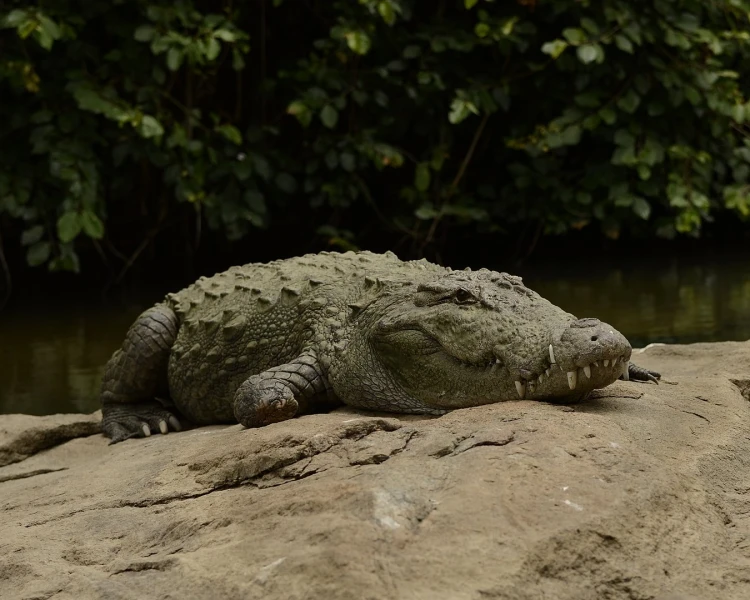 Mugger | The Animal Kingdom Wiki | Fandom