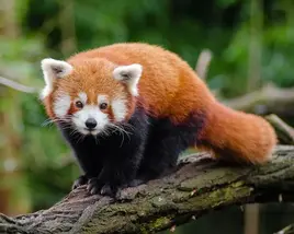 Red Panda | The Animal Kingdom Wiki | Fandom