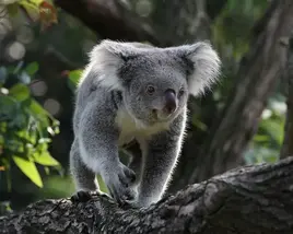 Koala | The Animal Kingdom Wiki | Fandom