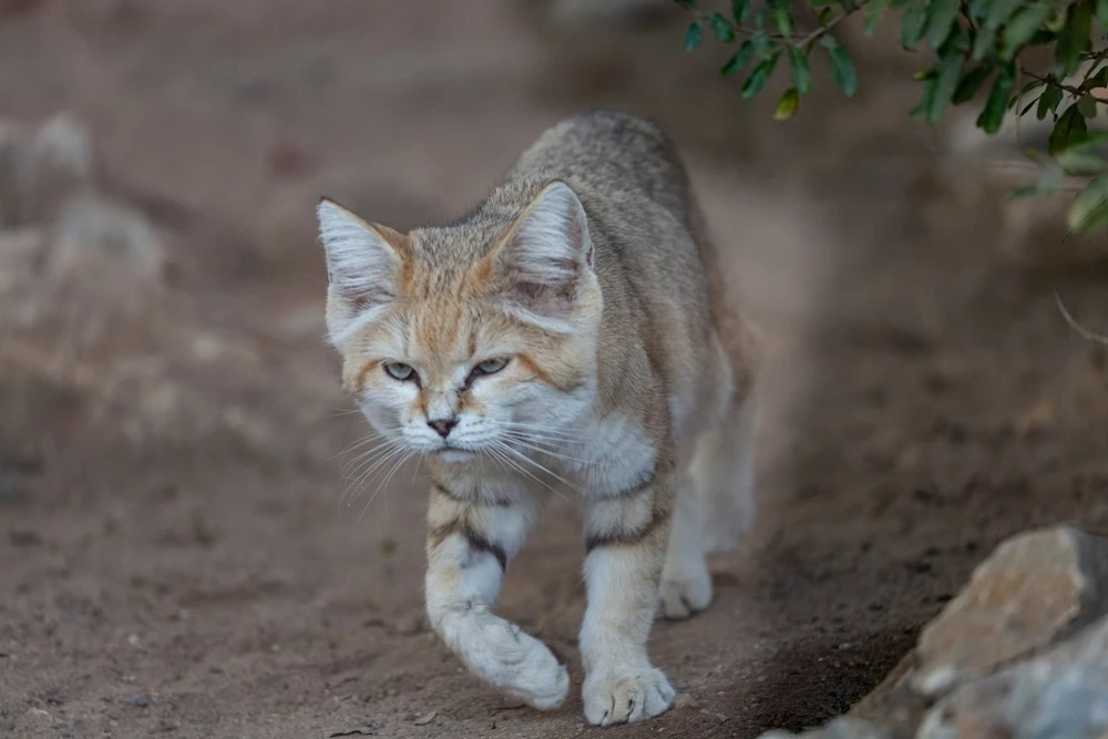 Sand Cat | The Animal Kingdom Wiki | Fandom
