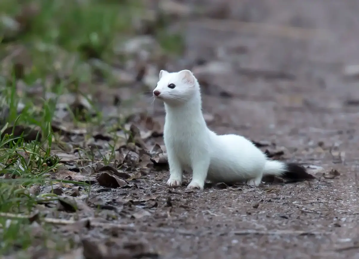 Ermine | The Animal Kingdom Wiki | Fandom