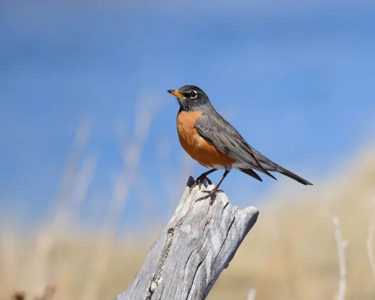 American Robin | The Animal Kingdom Wiki | Fandom