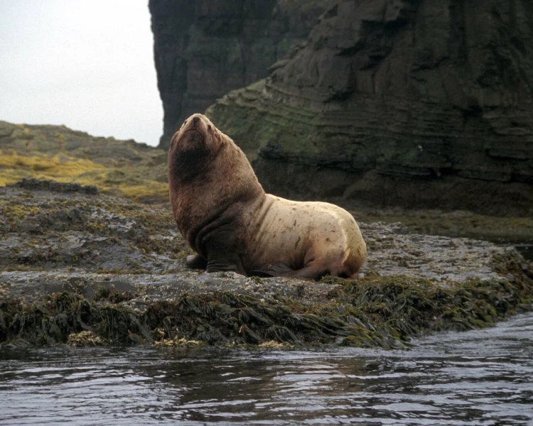 Steller Sea Lion | The Animal Kingdom Wiki | Fandom