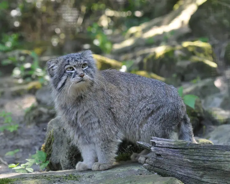 Pallas's Cat | The Animal Kingdom Wiki | Fandom