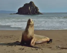 California Sea Lion | The Animal Kingdom Wiki | Fandom