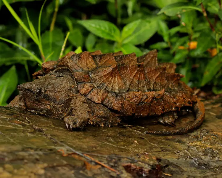 Alligator Snapping Turtle | The Animal Kingdom Wiki | Fandom